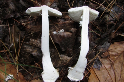 Destroying Angel