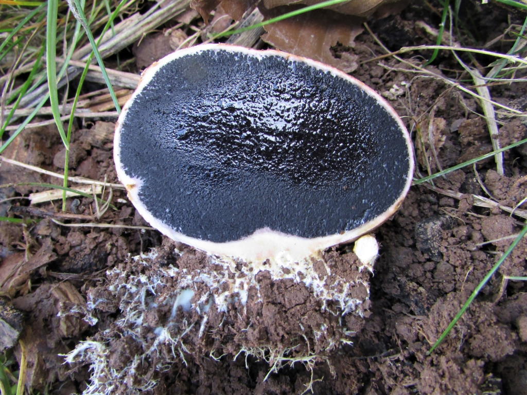 Common Earthball