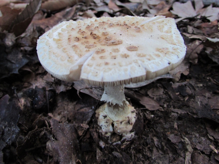 False Deathcap - Wild Food UK