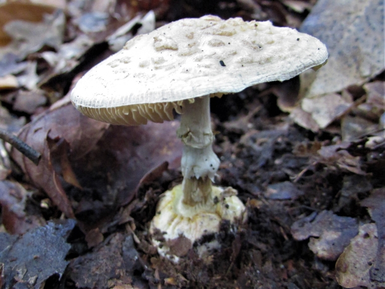 False Deathcap