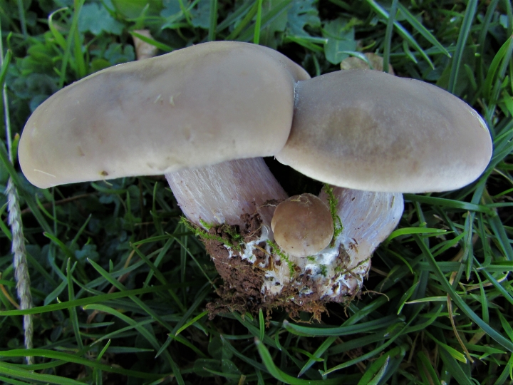 Field Blewit - Wild Food UK