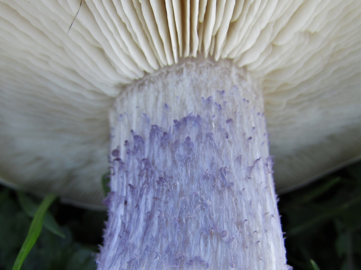 Field Blewit - Wild Food UK