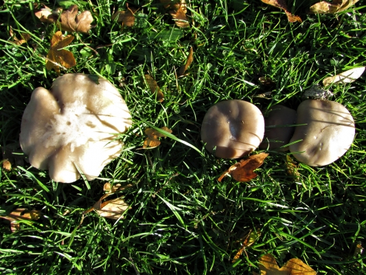 Field Blewit - Wild Food UK
