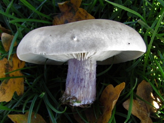 Field Blewit - Wild Food UK