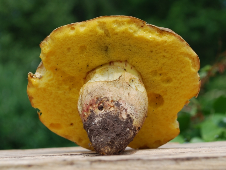 Oak Bolete - Wild Food UK