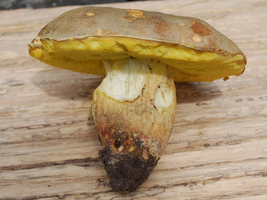 Oak Bolete - Wild Food UK