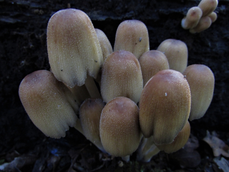 Glistening Inkcap - Wild Food UK