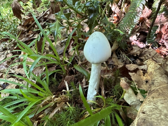 Destroying Angel - Wild Food UK