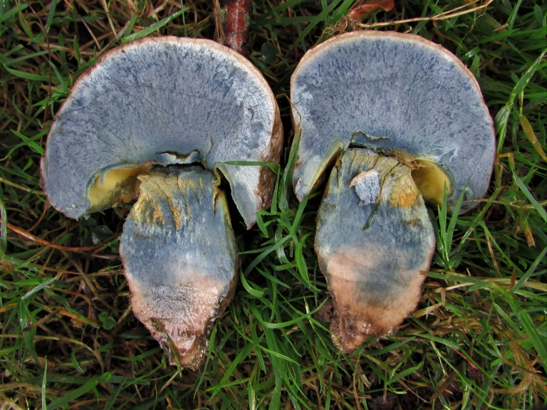 Rooting Bolete - Wild Food UK