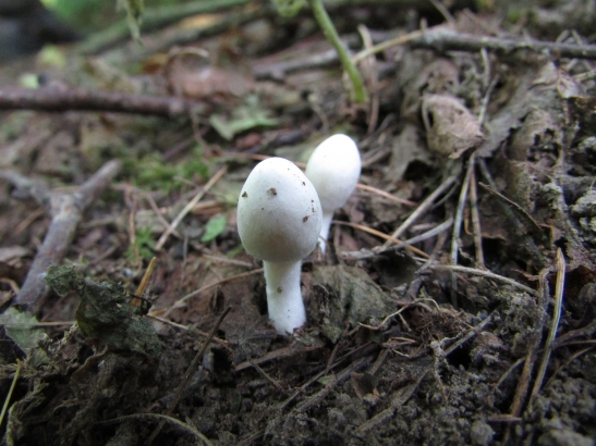 White Fibrecap - Wild Food UK
