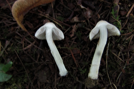 Lilac Fibrecap