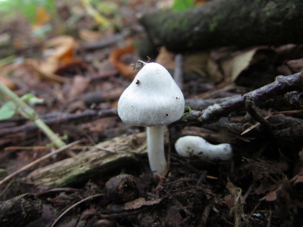 White Fibrecap - Wild Food UK