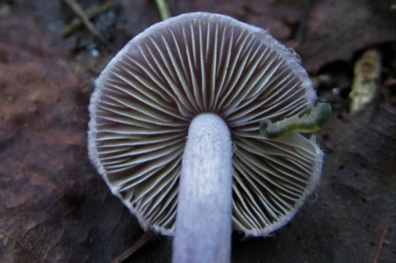 Lilac Fibrecap
