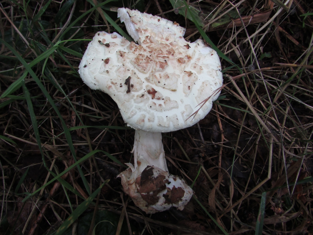False Deathcap - Wild Food UK
