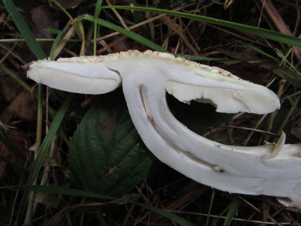 False Deathcap