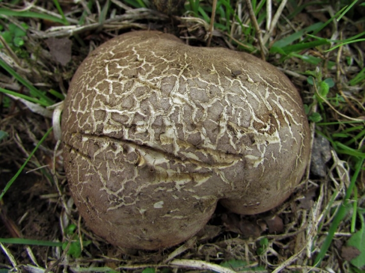 Earthballs - Wild Food UK