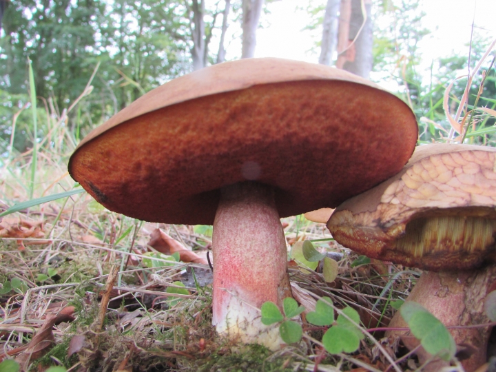 Scarletina Bolete - Wild Food UK