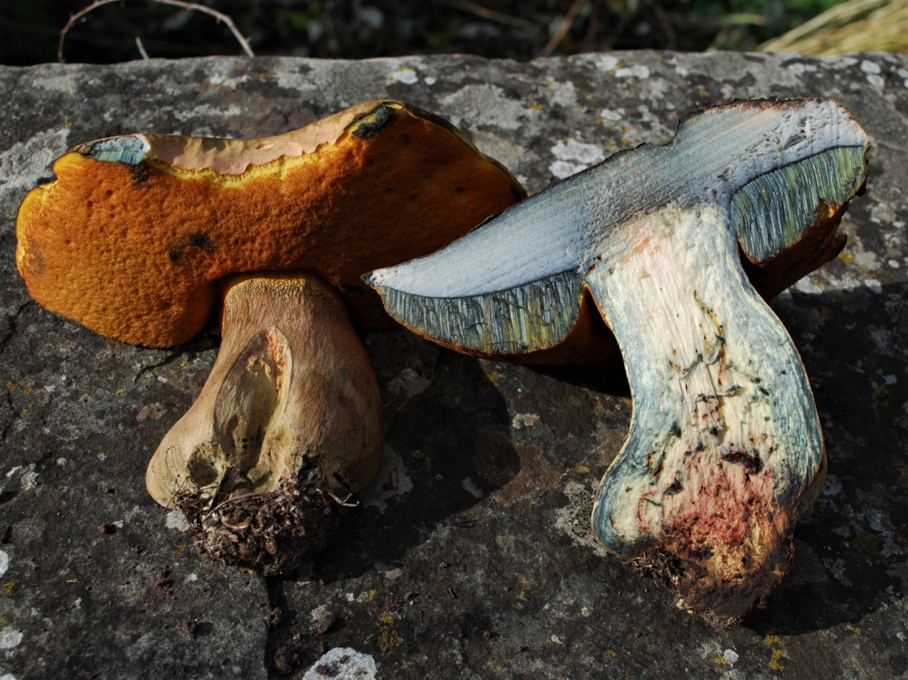 Lurid Bolete - Wild Food UK