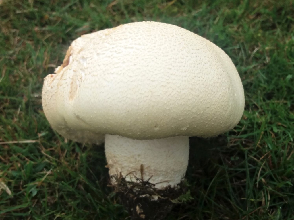 Macro Mushroom - Wild Food UK