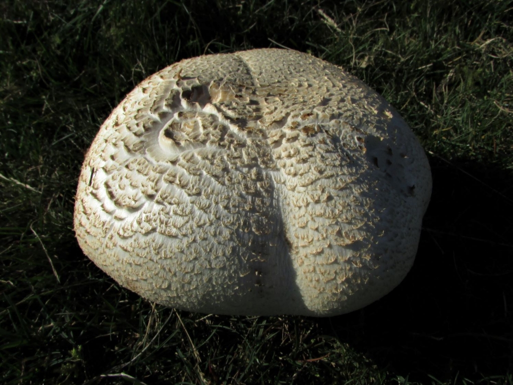 Macro Mushroom - Wild Food UK