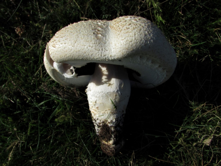 Macro Mushroom - Wild Food UK