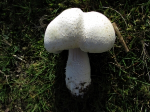 Macro Mushroom - Wild Food UK