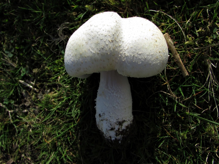 Macro Mushroom - Wild Food UK