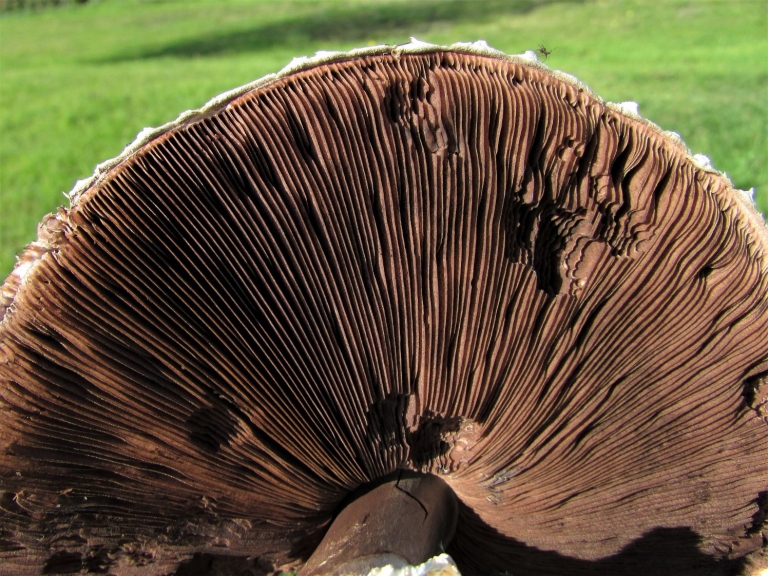 Macro Mushroom - Wild Food UK