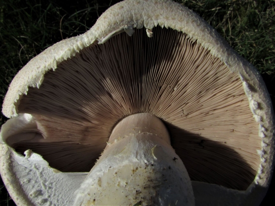 Macro Mushroom - Wild Food UK