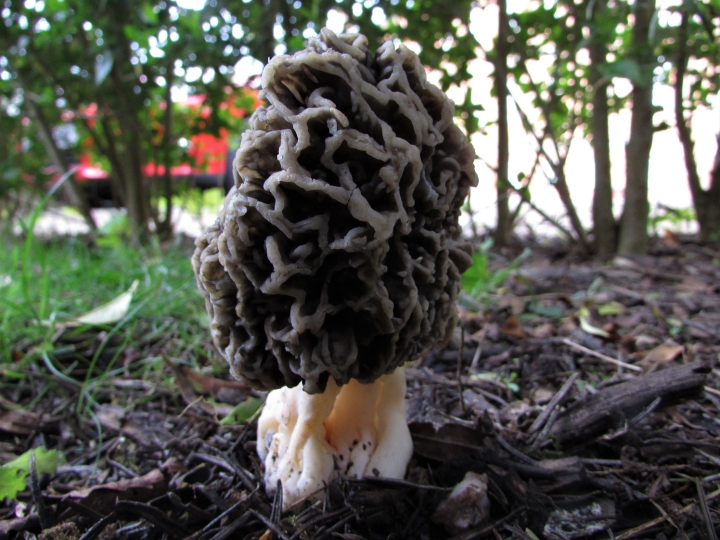 Common Morel - Wild Food UK