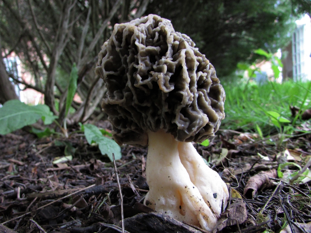 Common Morel