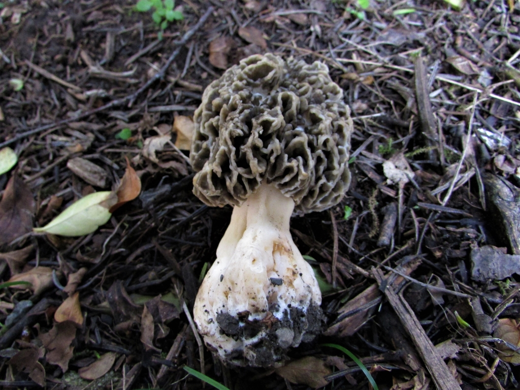 Common Morel - Wild Food UK