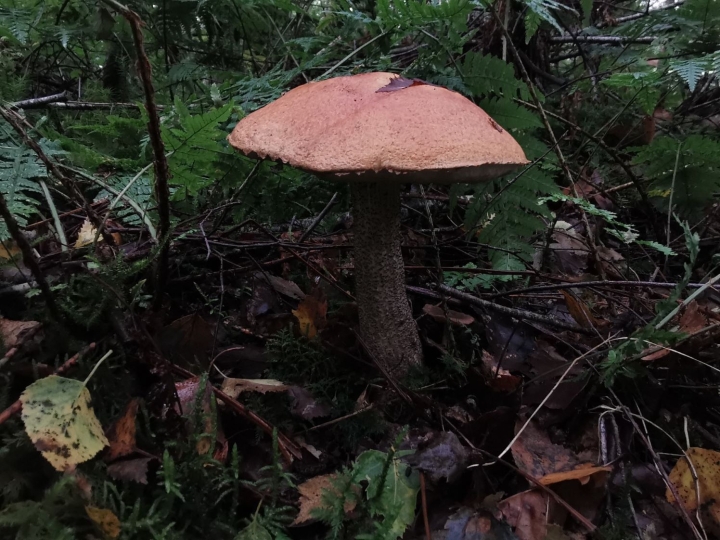 Orange Birch Bolete - Wild Food UK