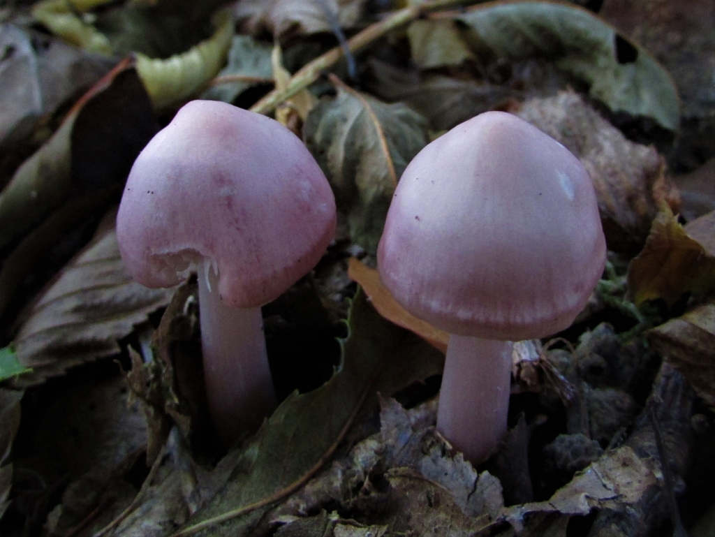 Lilac Bonnet - Wild Food UK