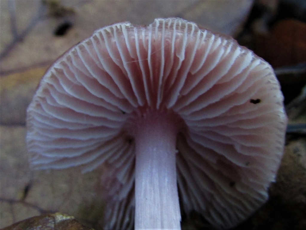 Lilac Bonnet - Wild Food UK