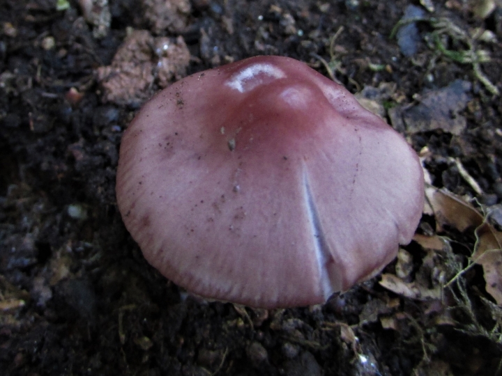 Lilac Bonnet - Wild Food UK