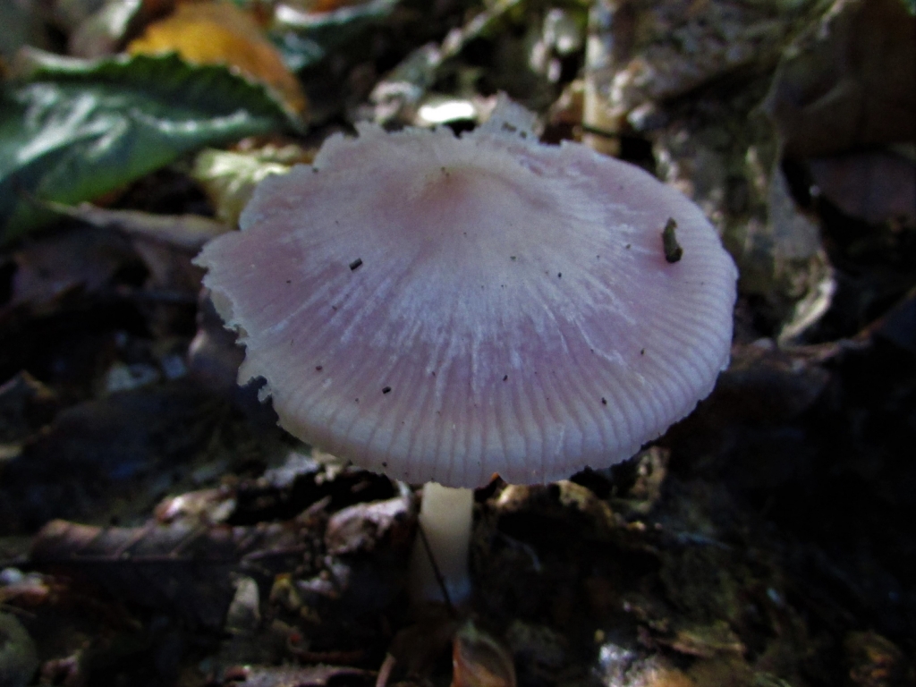 Lilac Bonnet - Wild Food UK