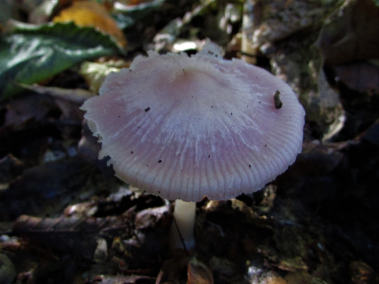 Lilac Bonnet - Wild Food UK