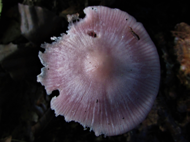 Lilac Bonnet - Wild Food UK