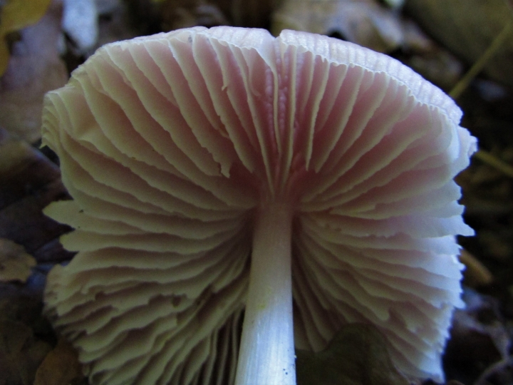 Lilac Bonnet - Wild Food UK