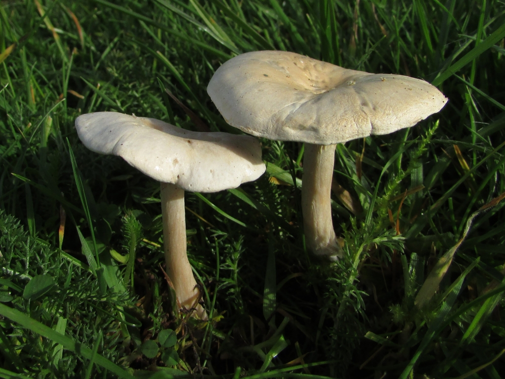 Fool’s Funnel - Wild Food UK