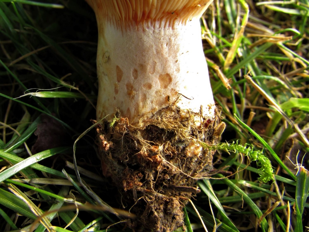 Saffron Milkcap - Wild Food UK