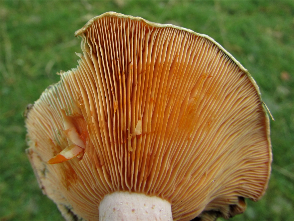 Saffron Milkcap
