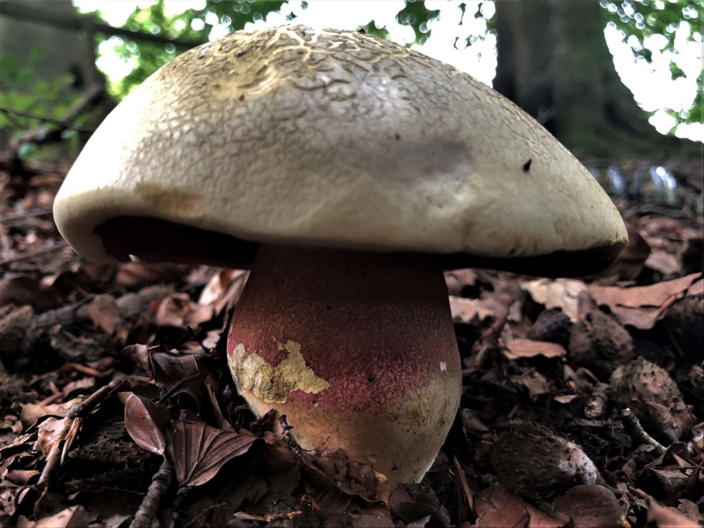 Devil’s Bolete - Wild Food UK