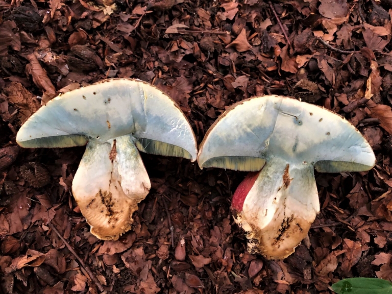 Devil’s Bolete - Wild Food UK