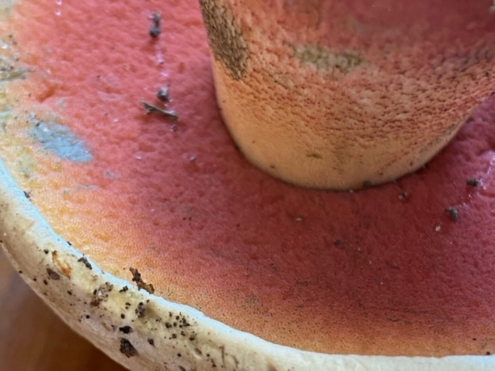 Devil’s Bolete - Wild Food UK