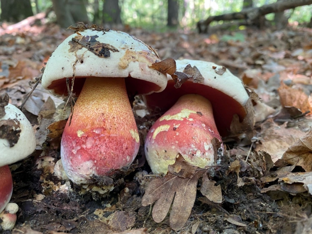 Devil’s Bolete - Wild Food UK