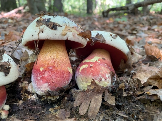 Devil’s Bolete - Wild Food UK