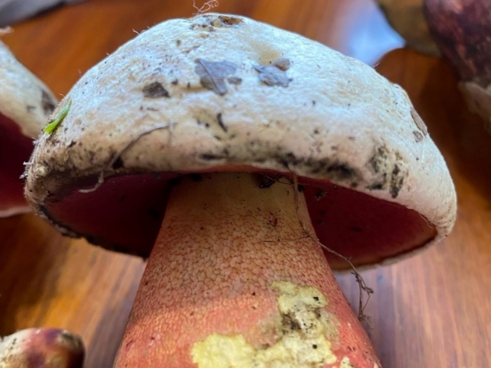 Devil’s Bolete - Wild Food UK