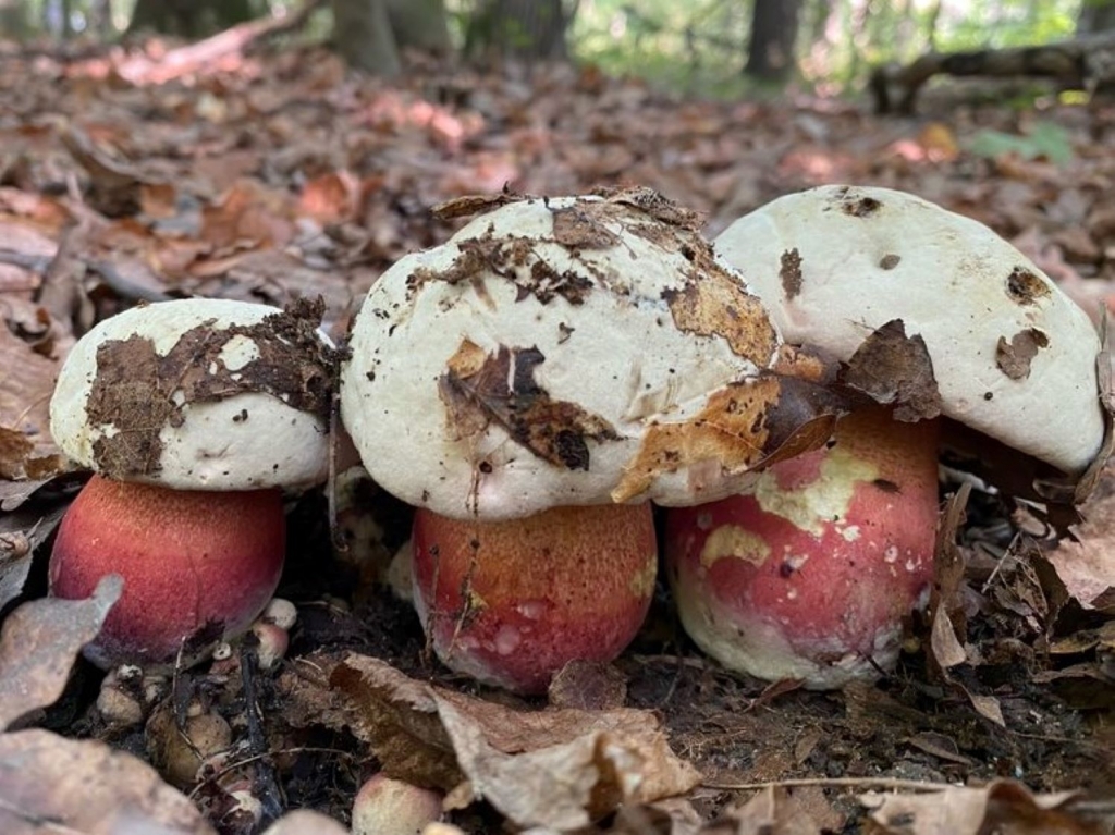 Devil’s Bolete - Wild Food UK